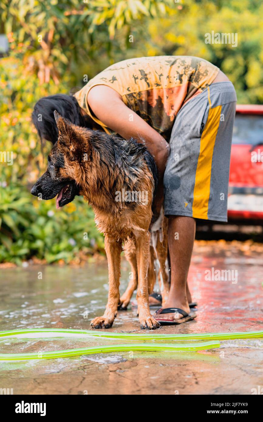 a vertical shot of a man washing his dog (german shepherd) in a ...