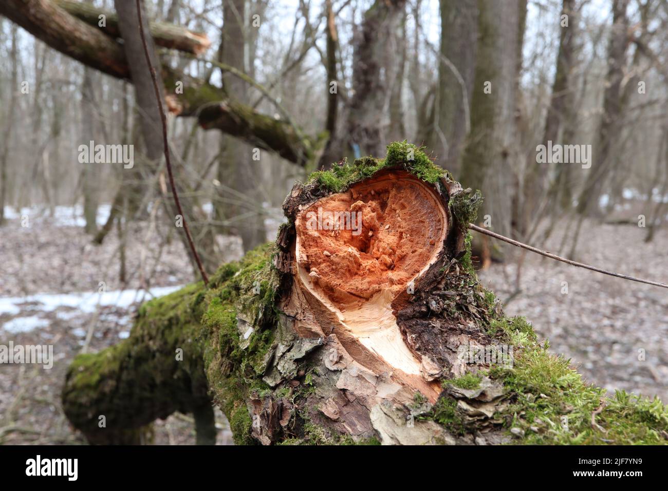 Deadwood for texture hi-res stock photography and images - Alamy