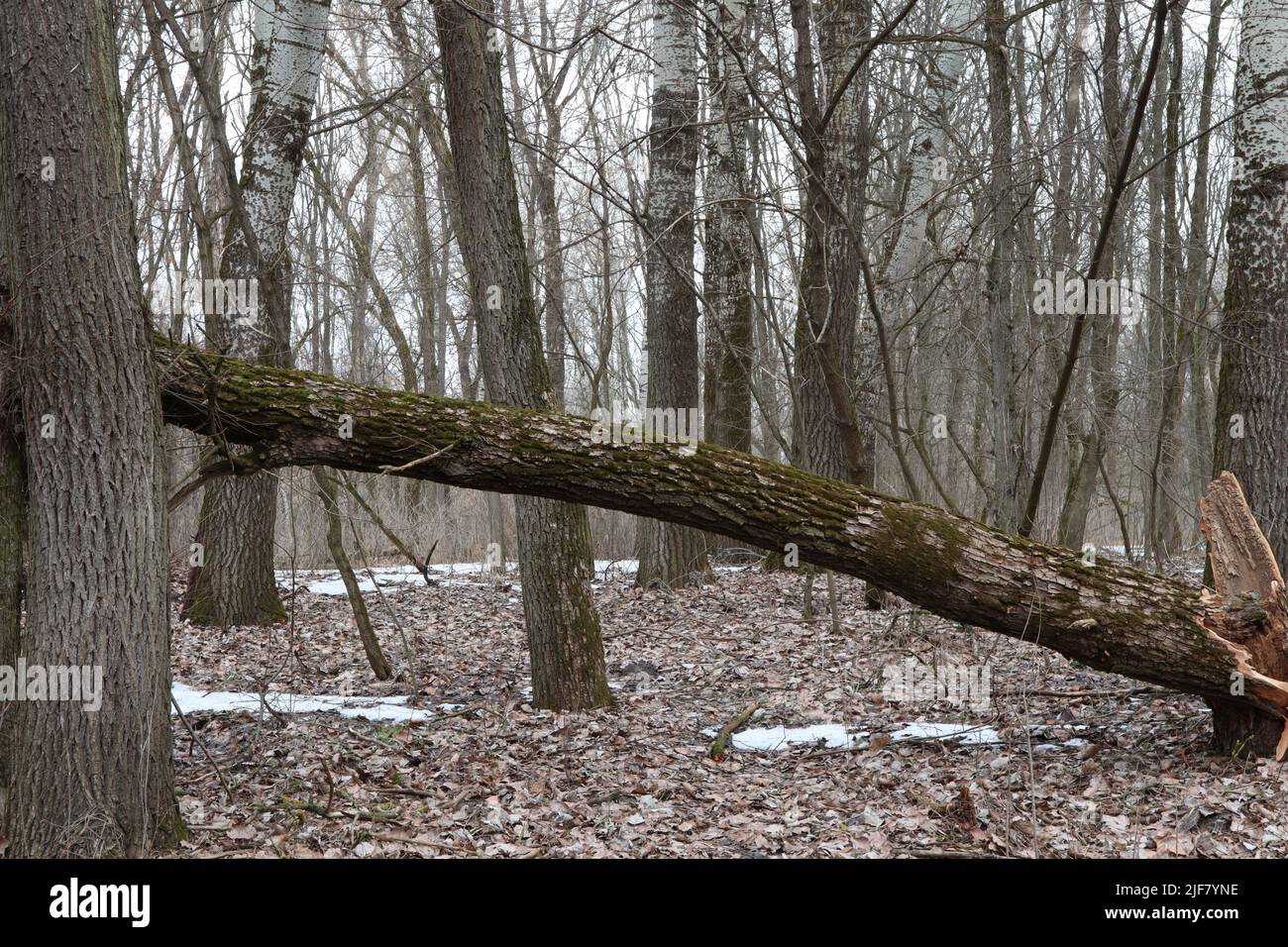 Deadwood in natural forest hi-res stock photography and images - Alamy