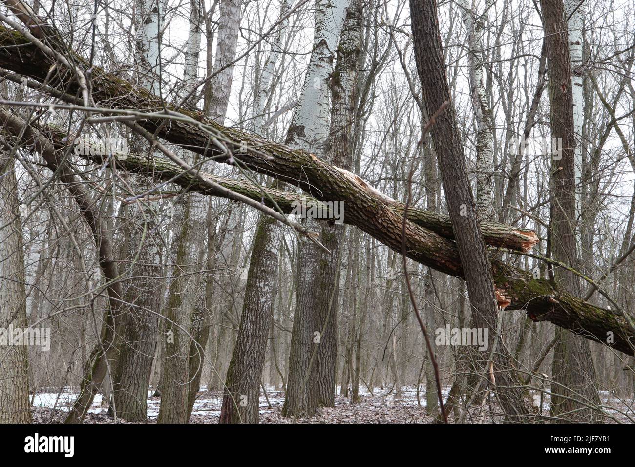 Deadwood for texture hi-res stock photography and images - Alamy