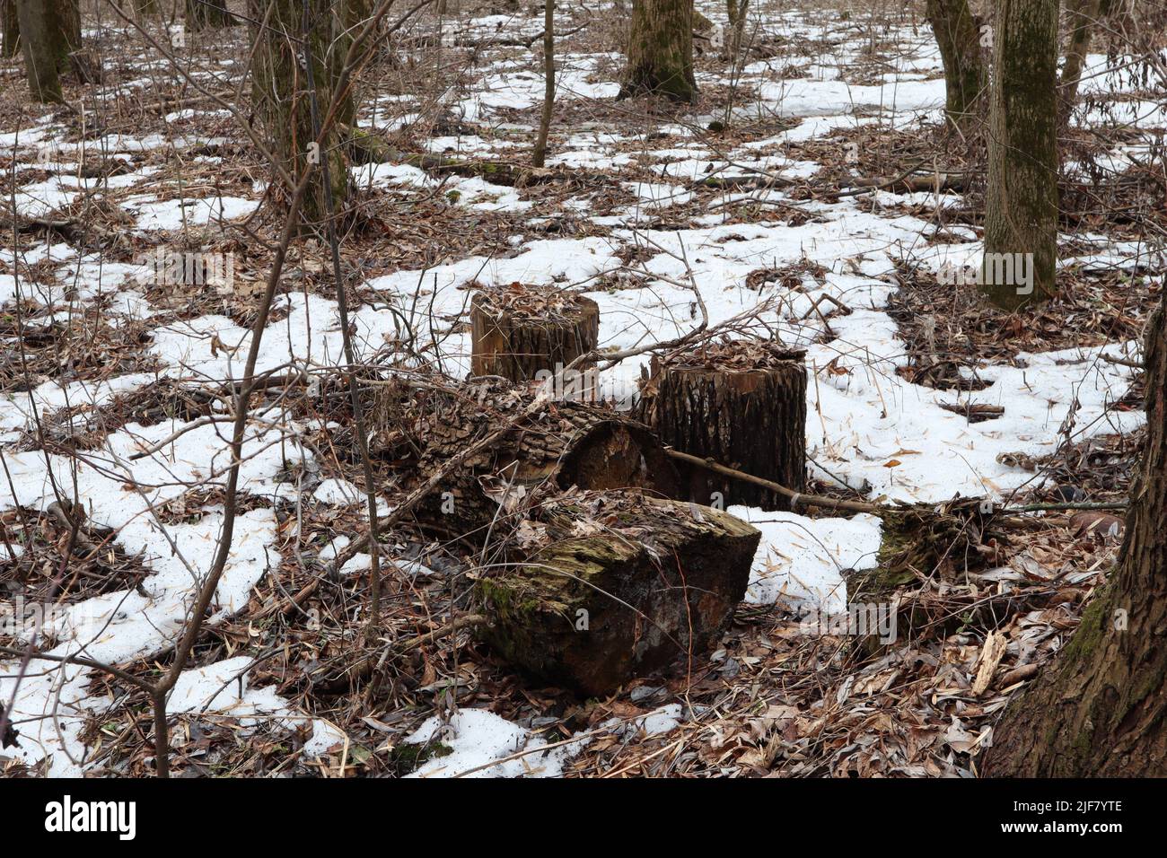 Deadwood for texture hi-res stock photography and images - Alamy