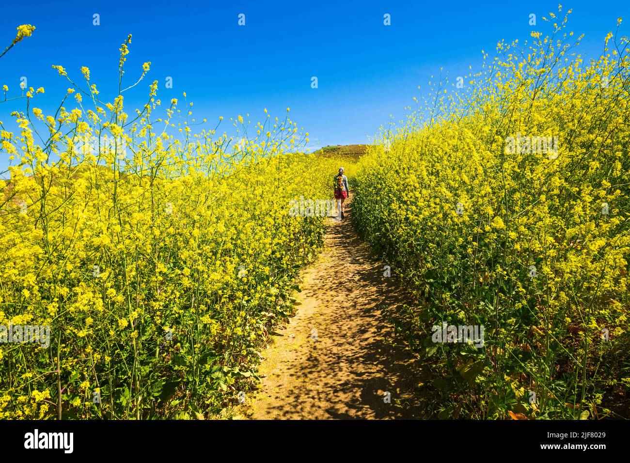 Woman hiking through wild mustard at Harmon Canyon Preserve, Ventura ...