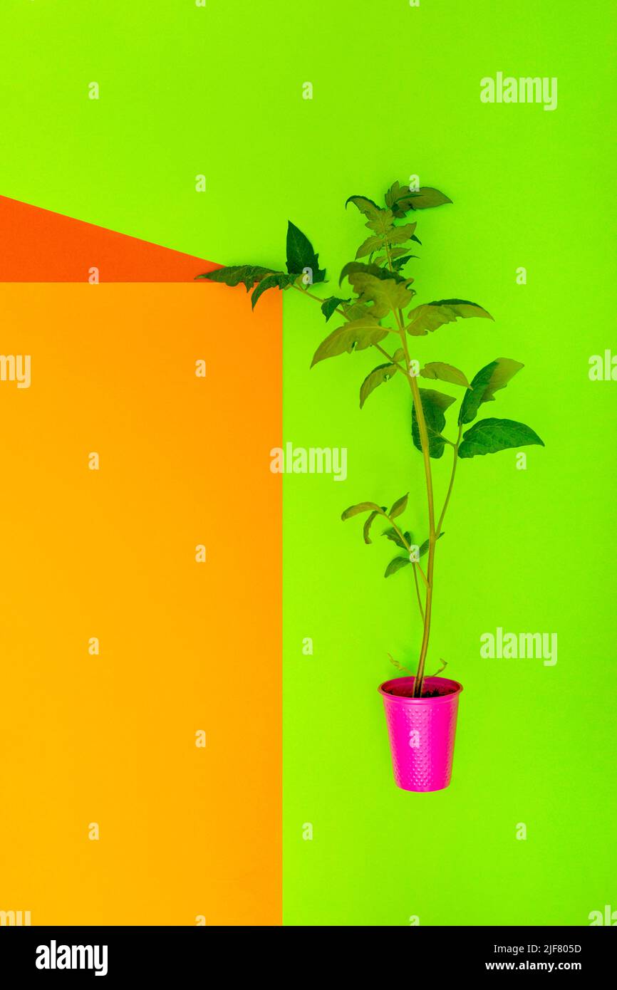 Geometric still life with a bush of growing tomatoes Stock Photo - Alamy