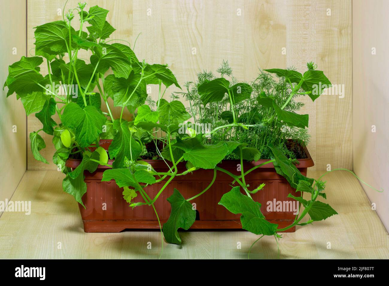 Growing cucumbers in a plant box on wooden planks Stock Photo - Alamy