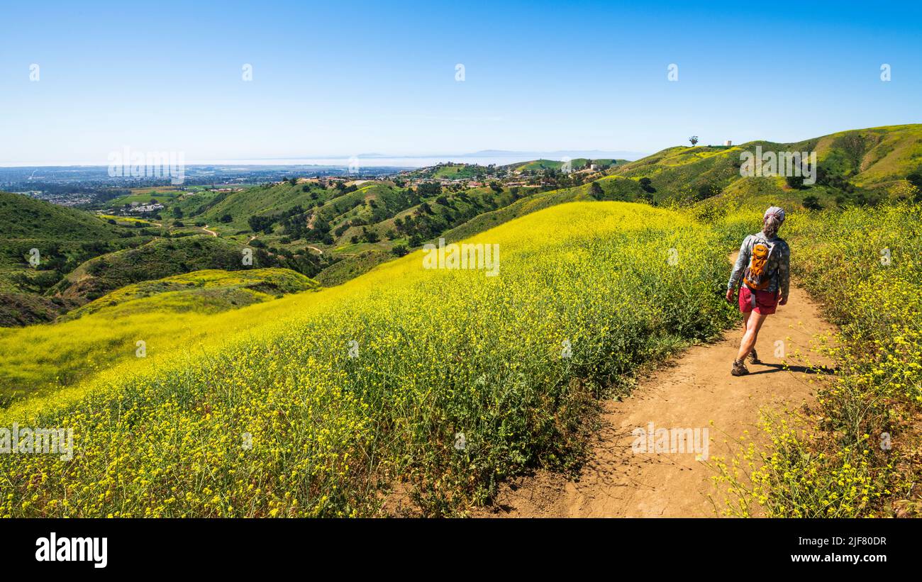 Woman hiking through wild mustard (Channel Islands visible), Harmon ...