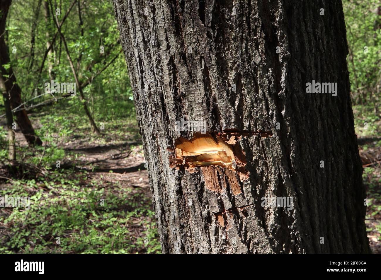 Chopping wood ax in forest hi-res stock photography and images - Alamy