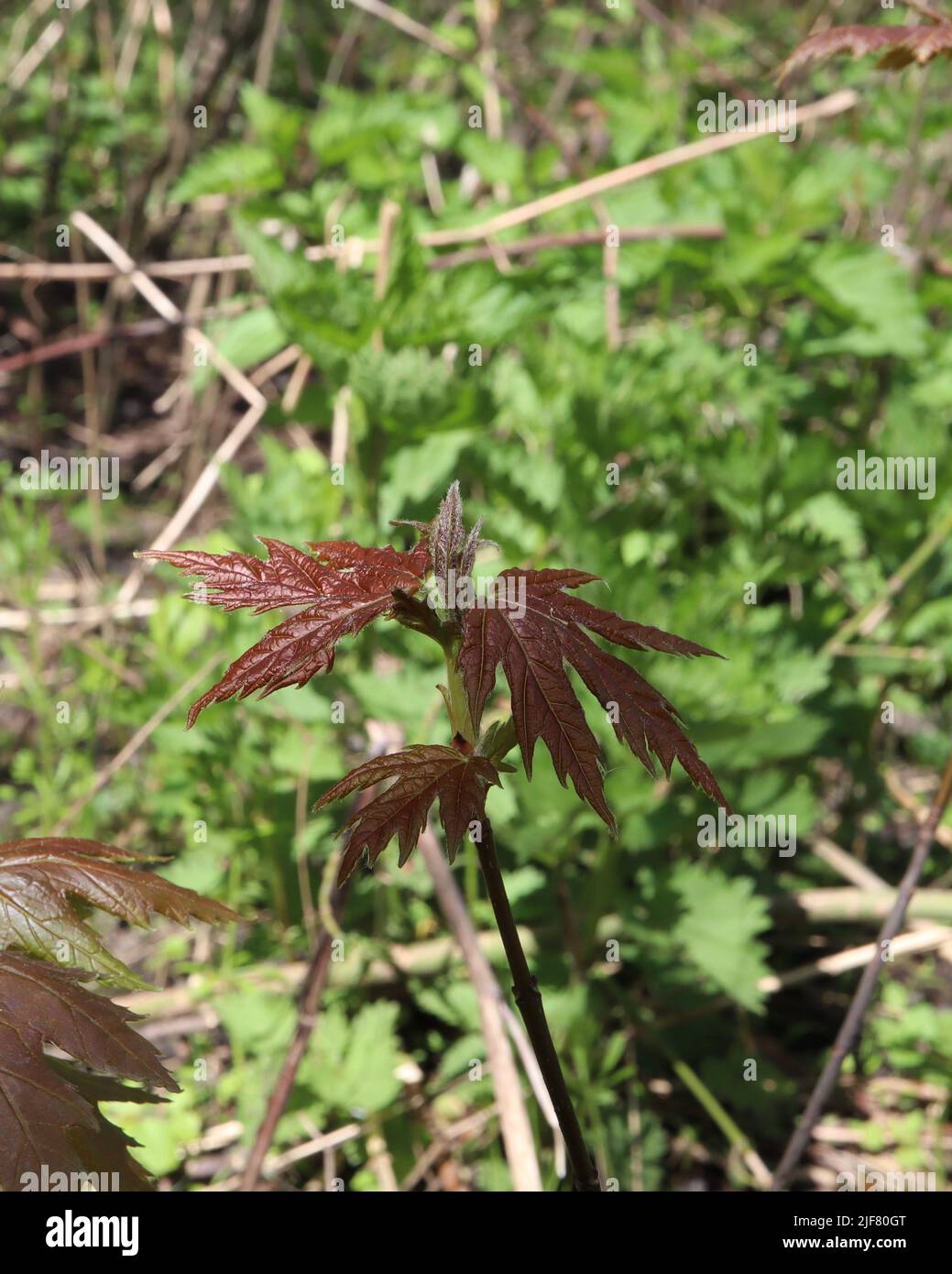 Acer young leaves hi-res stock photography and images - Alamy