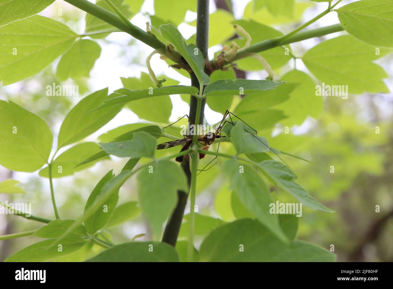 Summer flying insect insects hi-res stock photography and images - Alamy