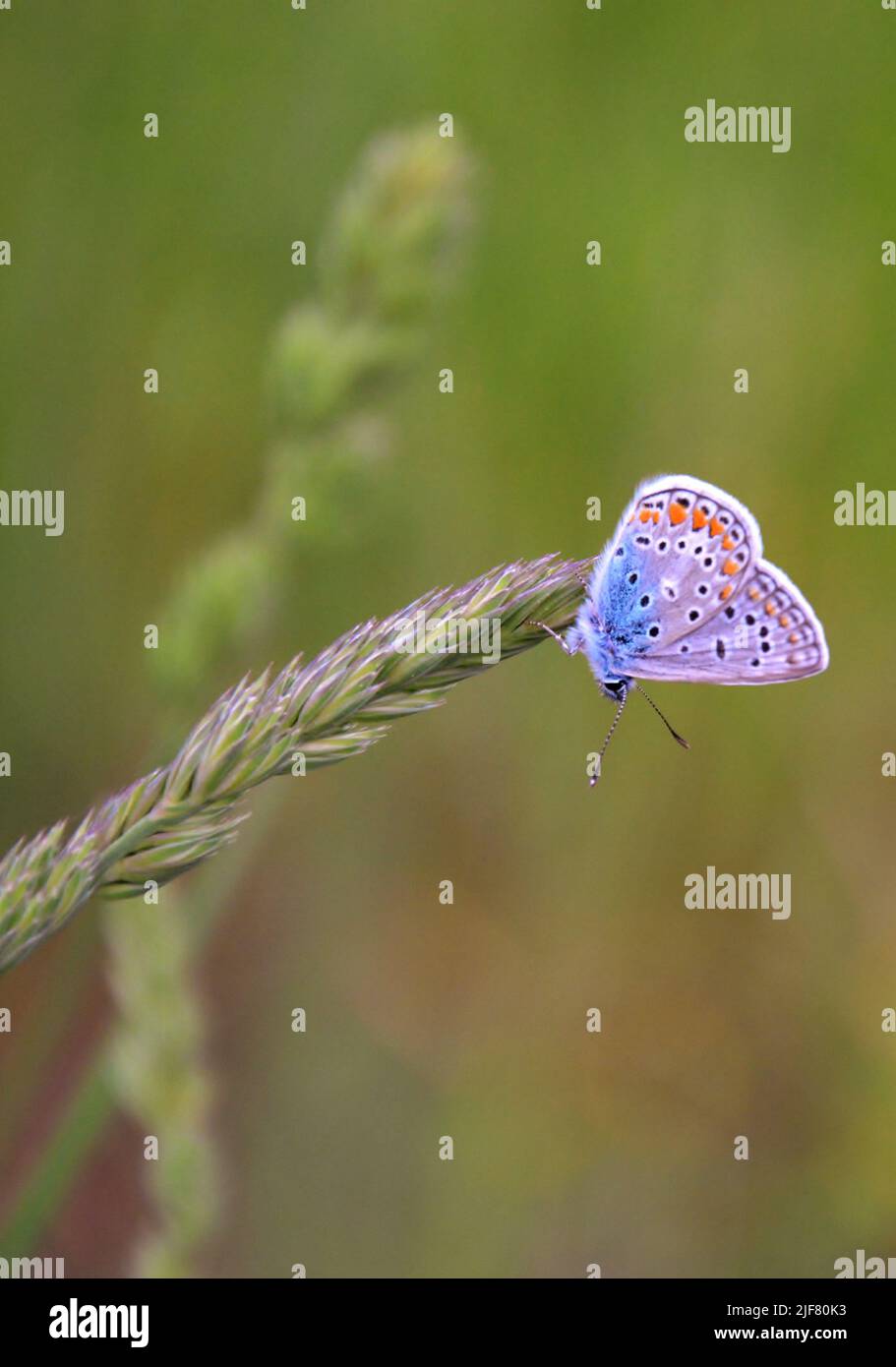 The little butterfly hi-res stock photography and images - Alamy