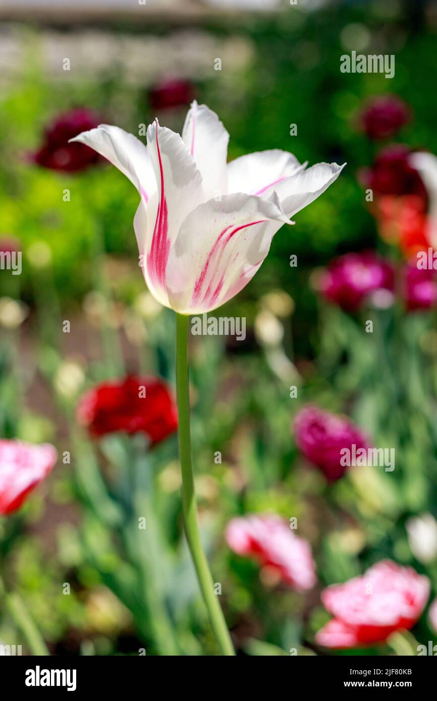 Natural spring background. Colorful flowers in the park on a sunny day ...