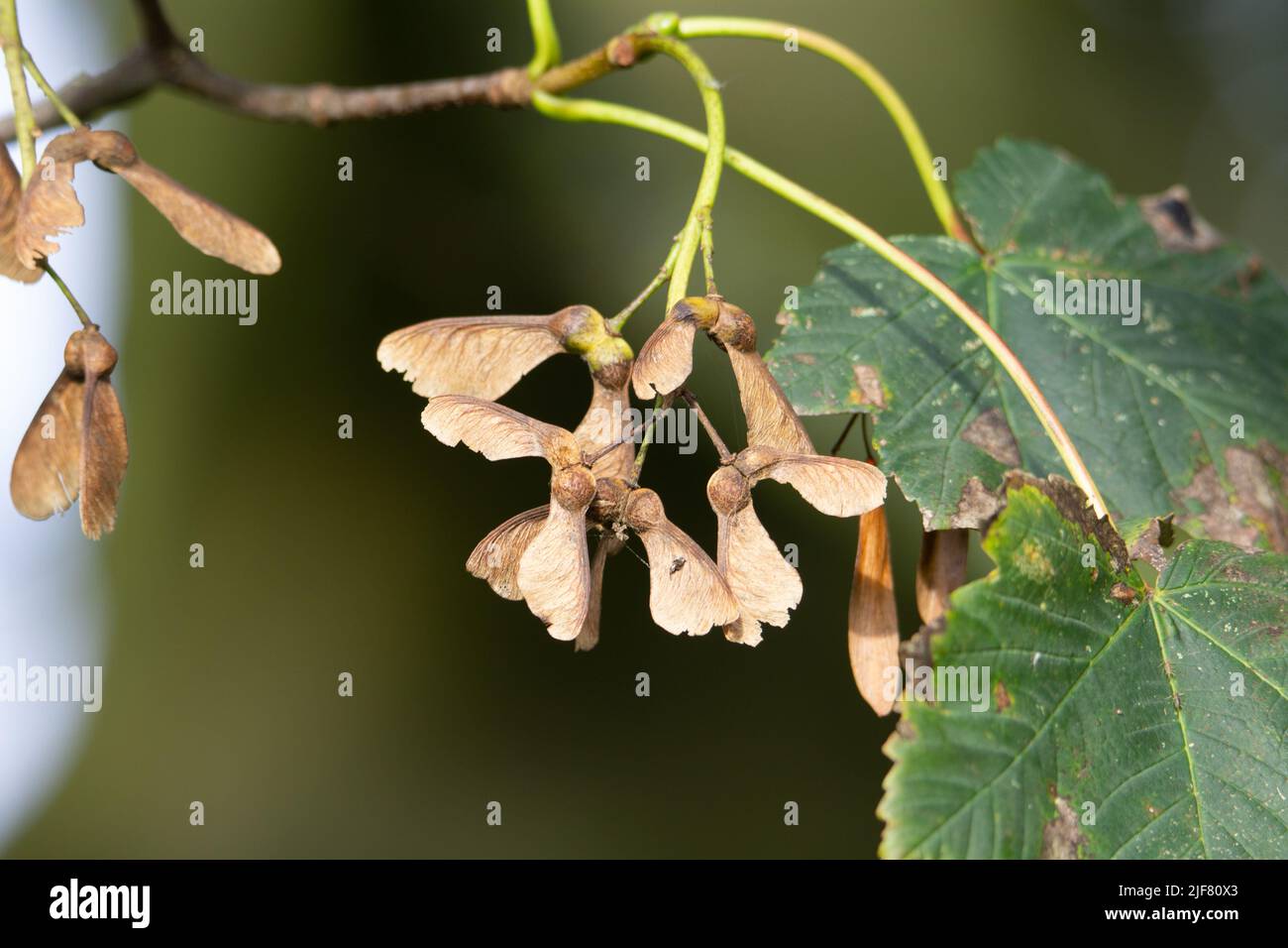 some sycamore seeds and leaves against a natural green background Stock ...
