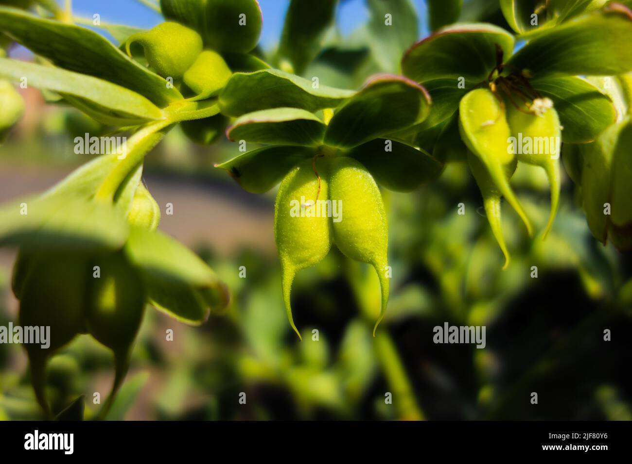 strange looking pale green seed pods hanging from a shrub isolated on a ...