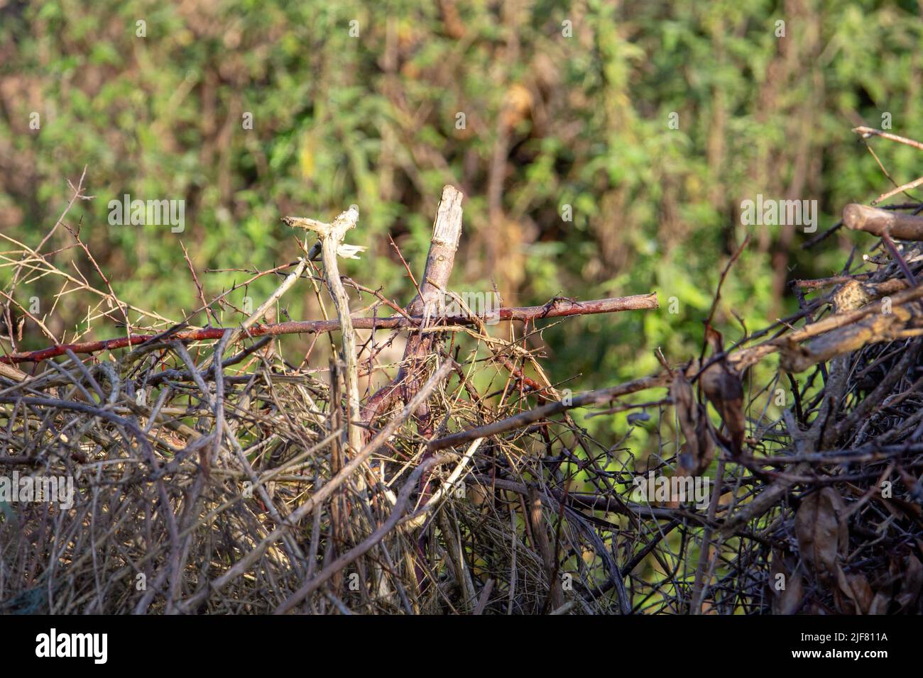 Dead branches isolated hi-res stock photography and images - Alamy