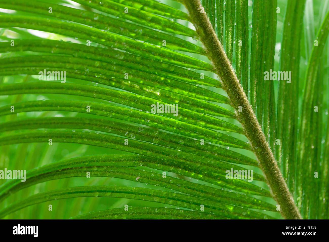 Green palm leaf nature hi-res stock photography and images - Alamy
