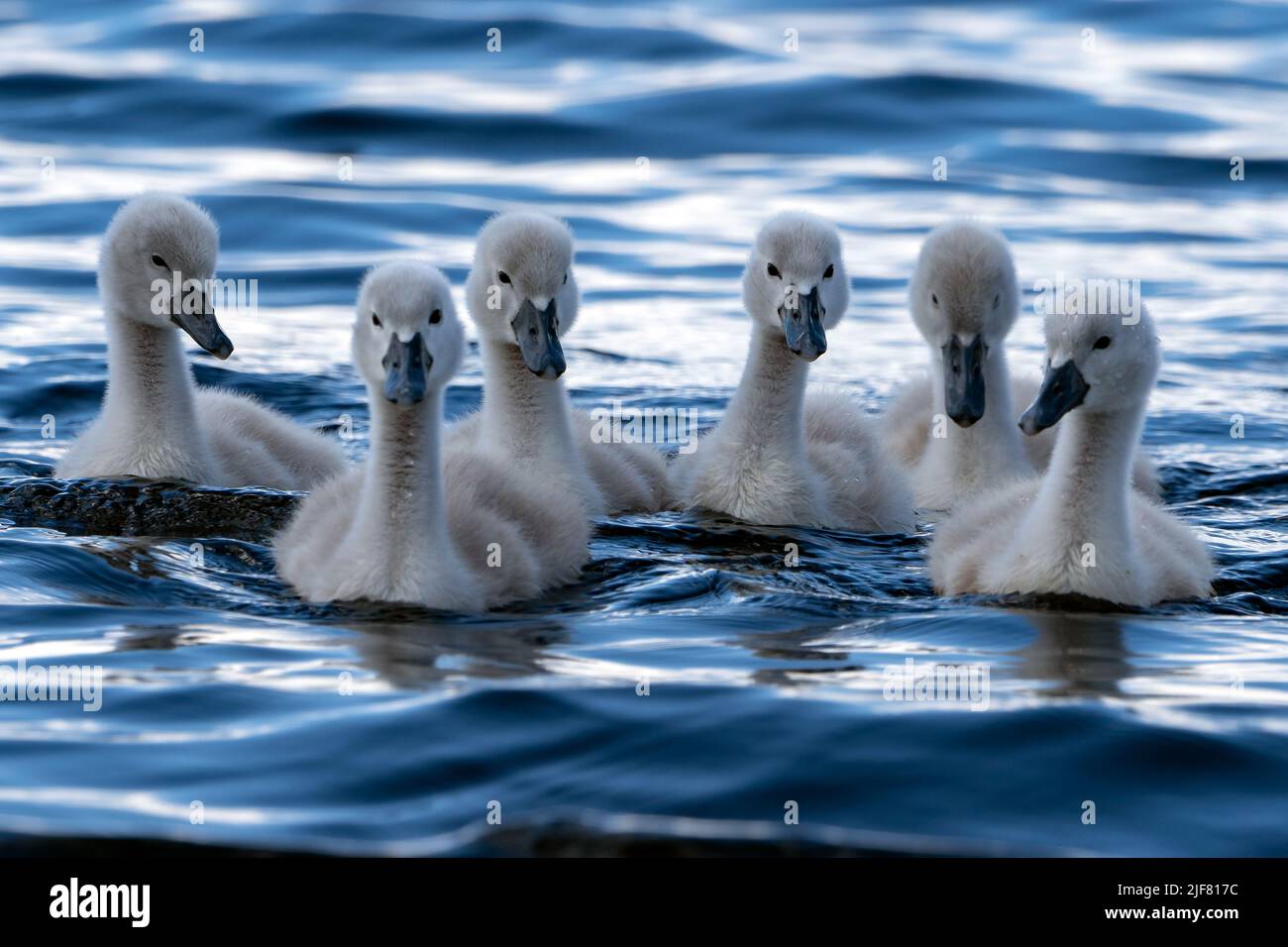 Six cute little Cygnets Stock Photo - Alamy