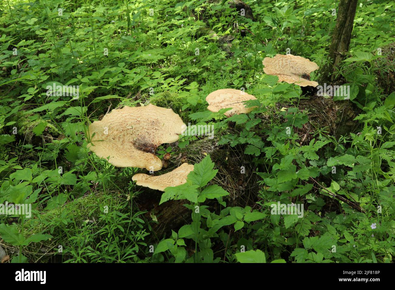 Polyporus squamosus edible mushroom growing hi-res stock photography ...