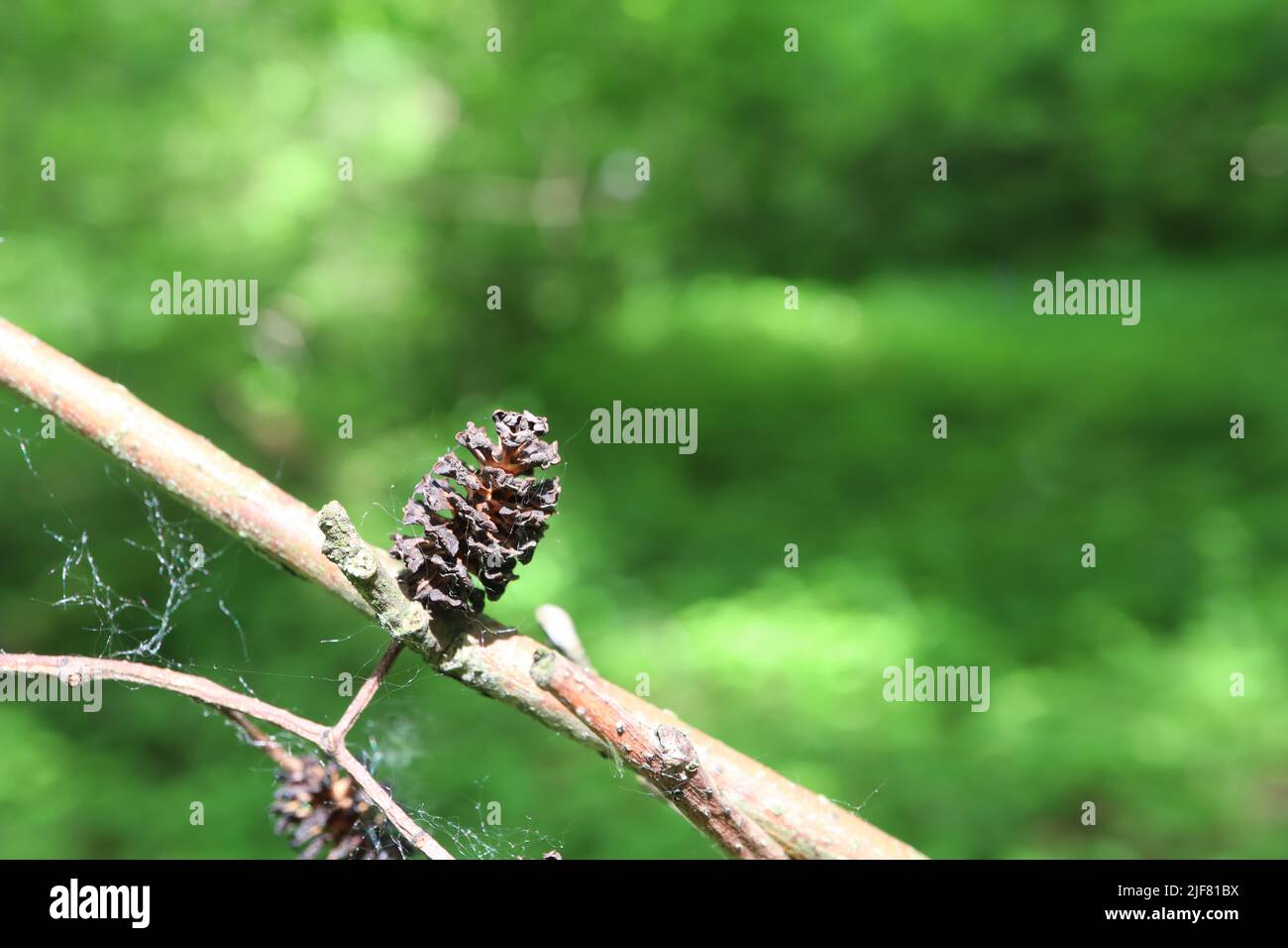 Alder tree branch buds hi-res stock photography and images - Alamy