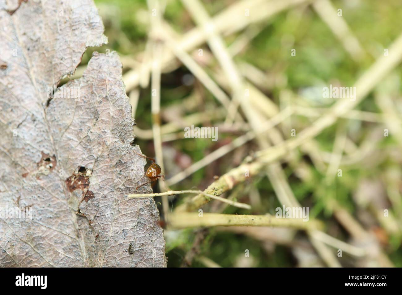 Little ant in the summer forest Stock Photo - Alamy