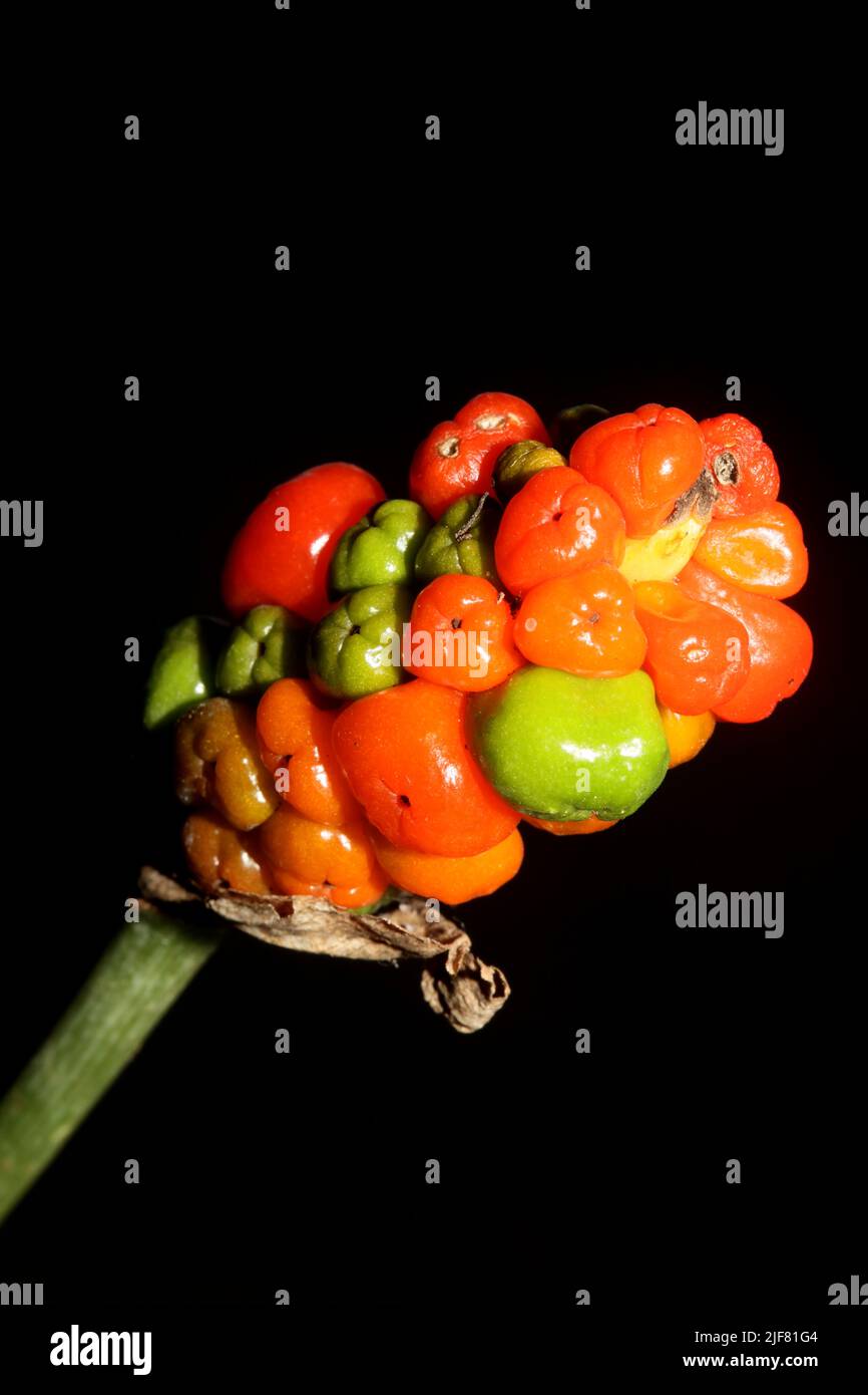 Red and yellow wild fruits close up botanical background arum italicum ...