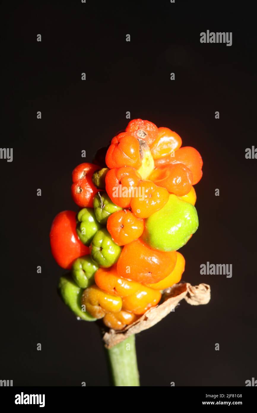 Red and yellow wild fruits close up botanical background arum italicum ...