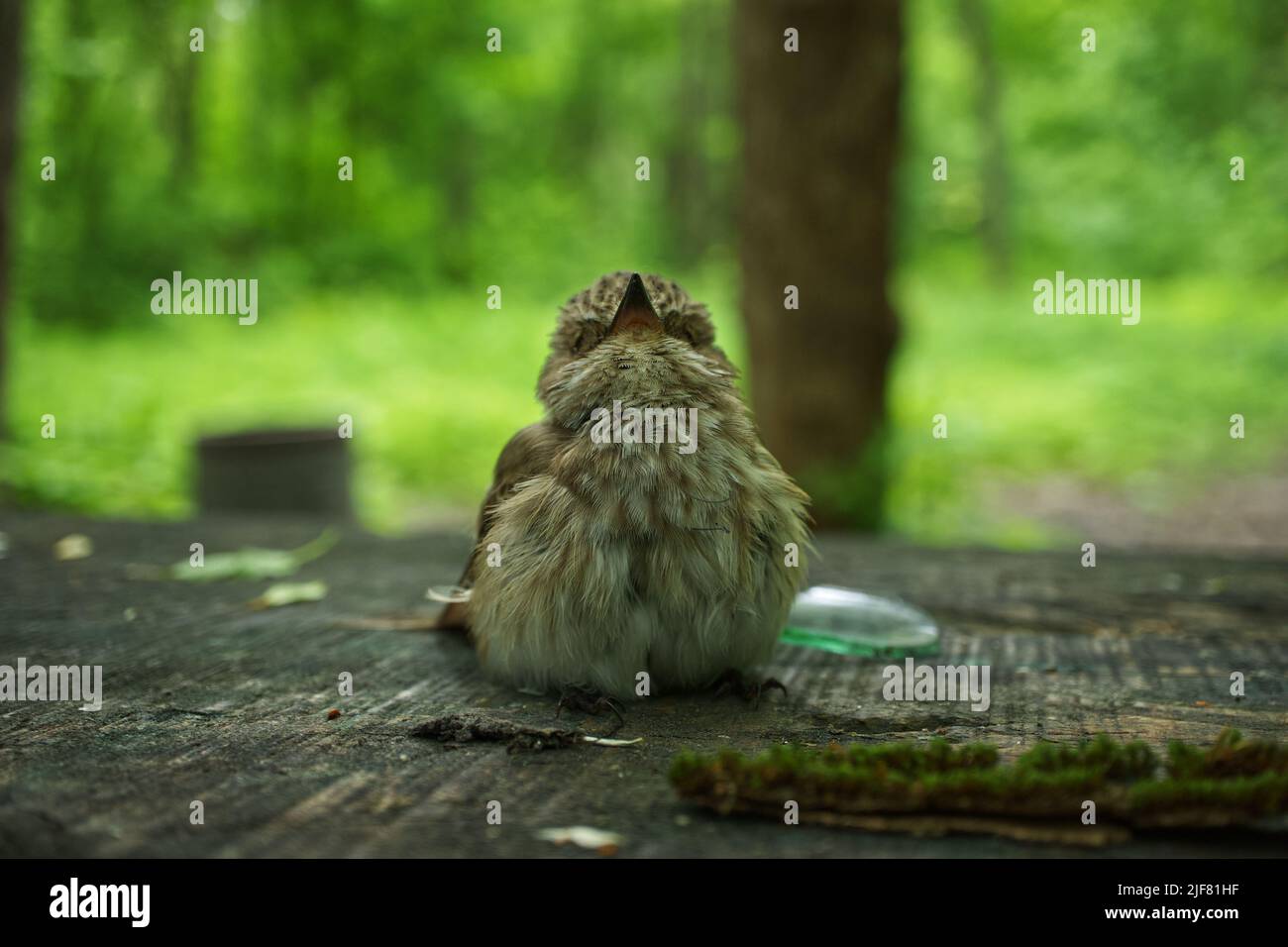 Little flycatcher bird entangled in plastic line Stock Photo - Alamy