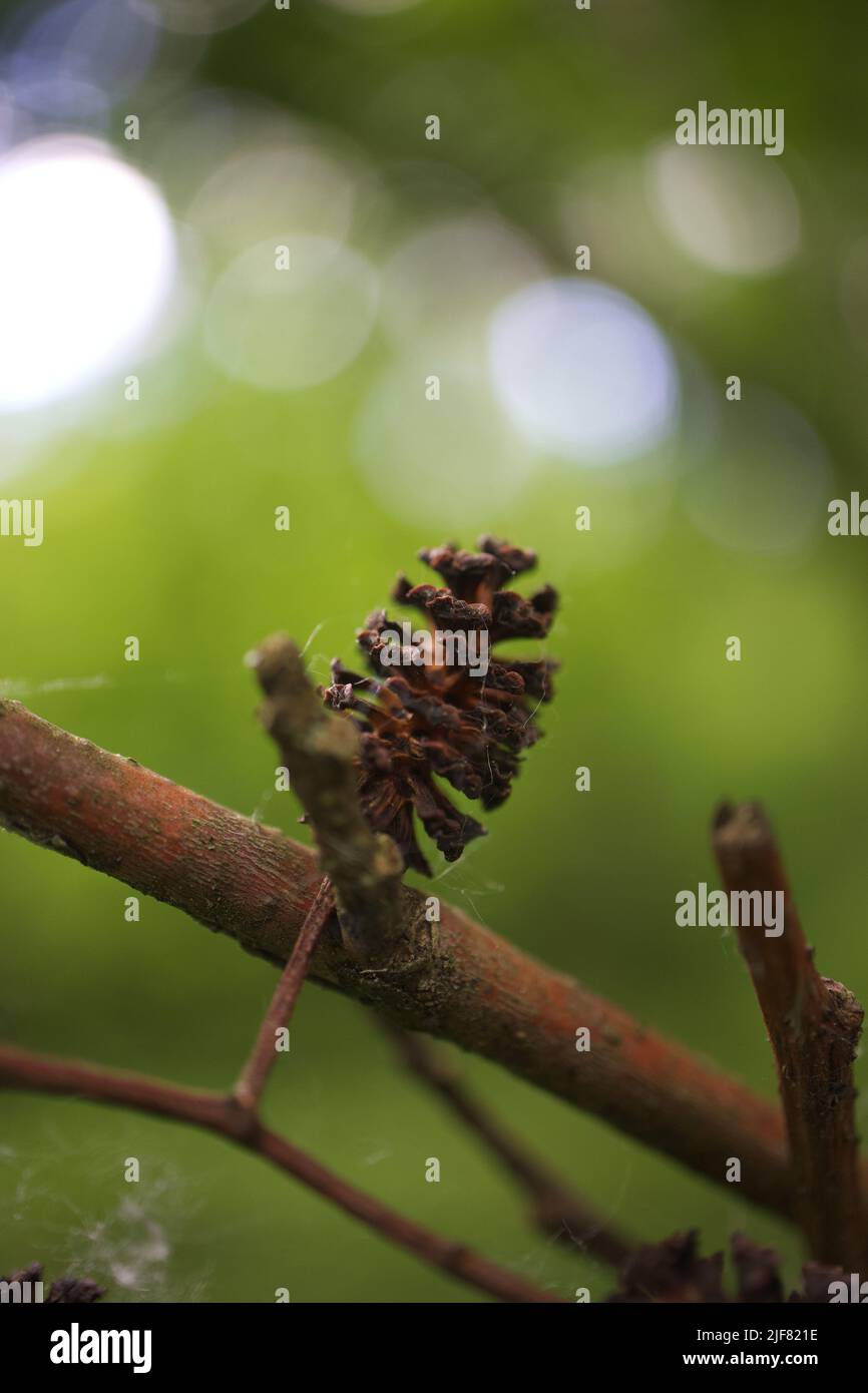 alder cones on the branch Stock Photo - Alamy