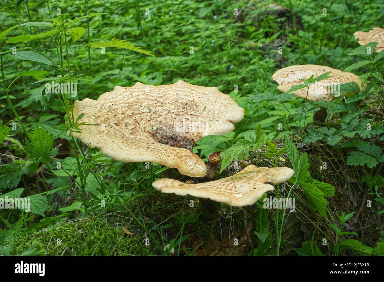 Polypous squamous hi-res stock photography and images - Alamy