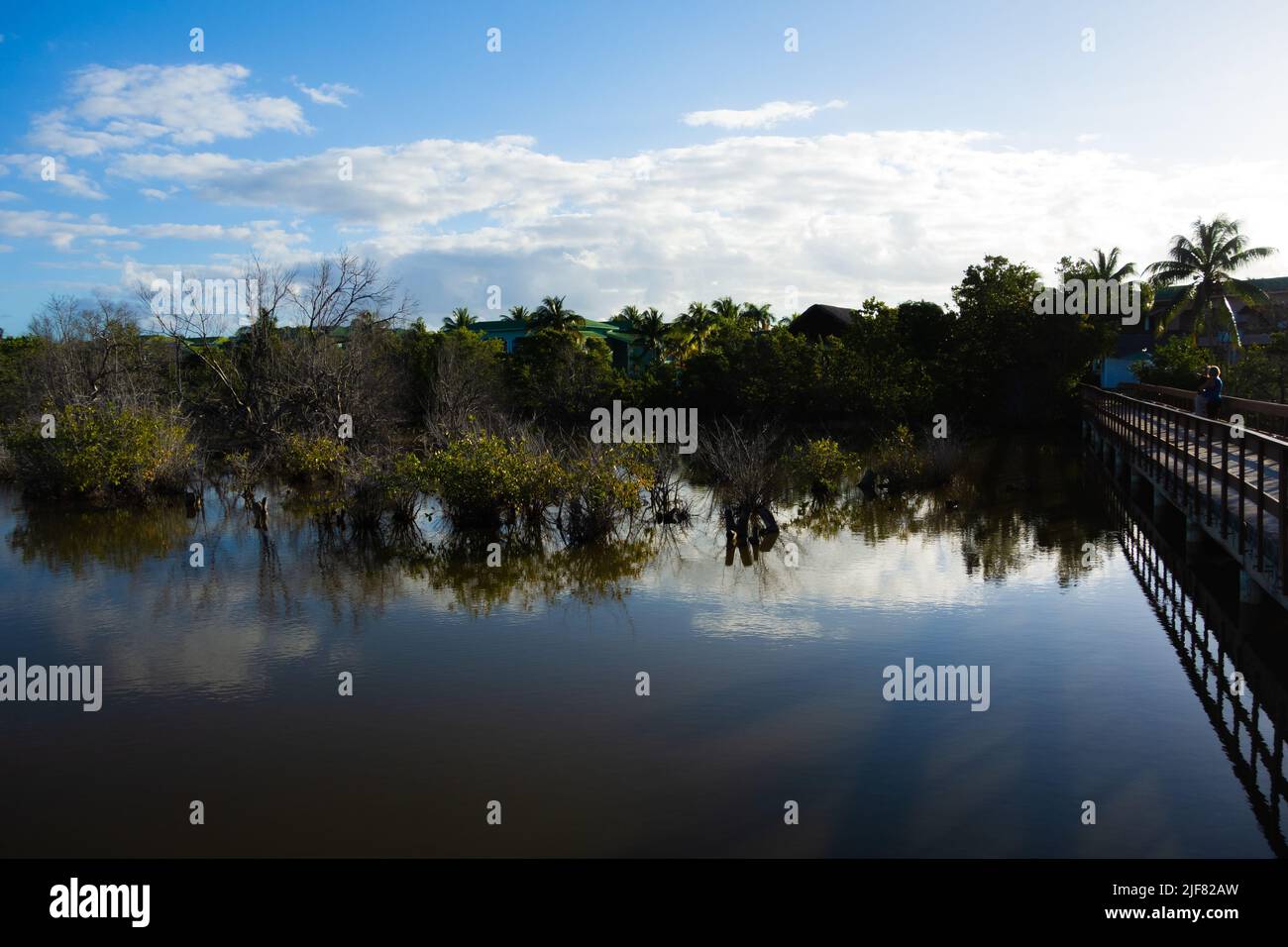 bridge over a swamp in the morning light with reflections and mangroves ...