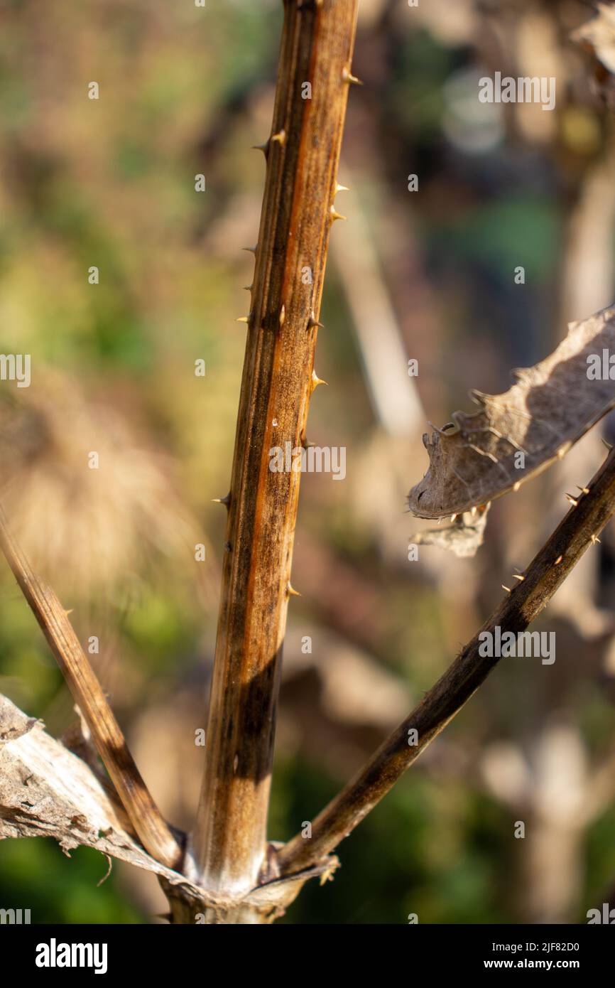 brown dead bramble stem in shadow and sunlight isolated on a natural ...