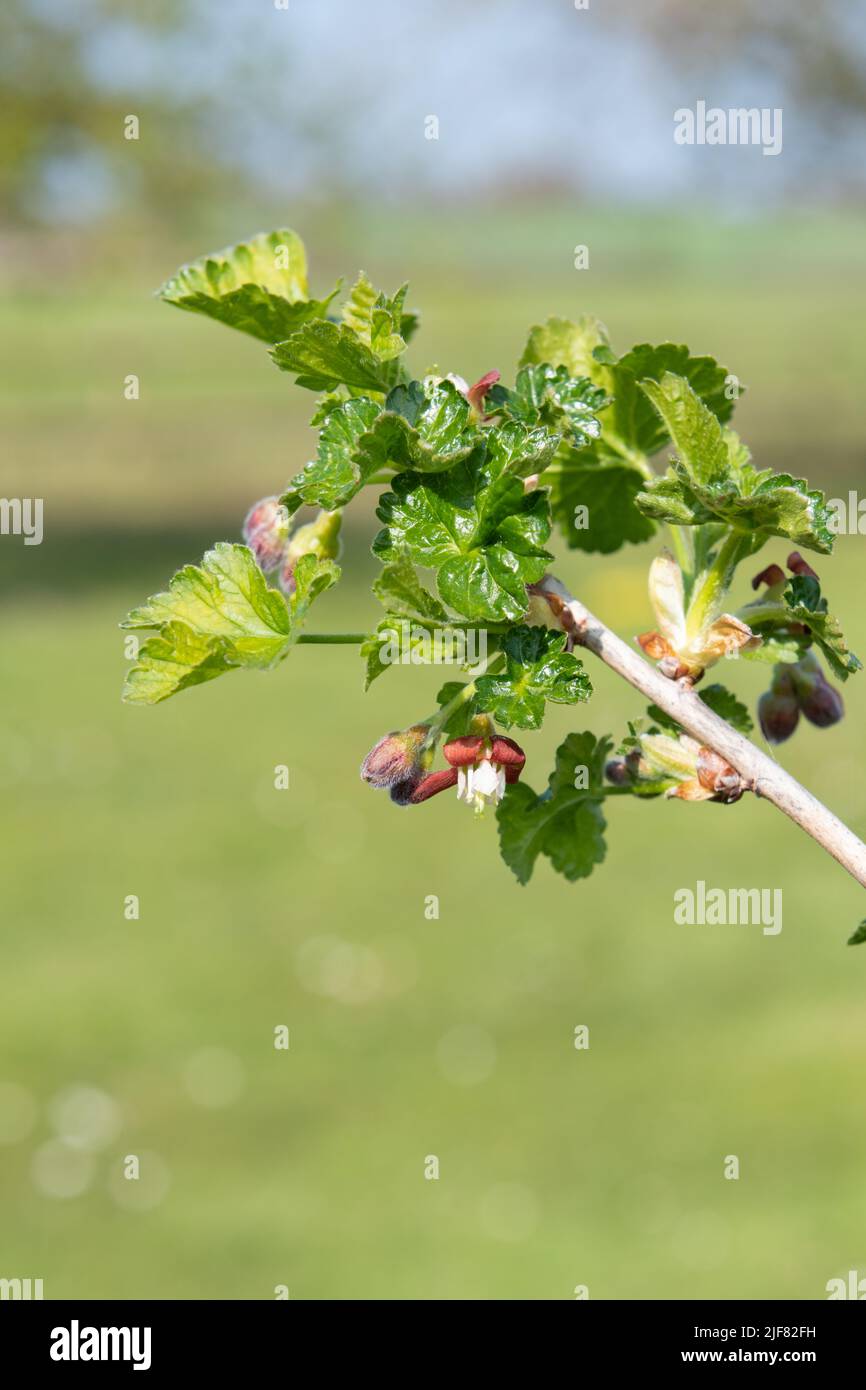 Close up of blossom on a European gooseberry (ribes uva-crispa) bush ...