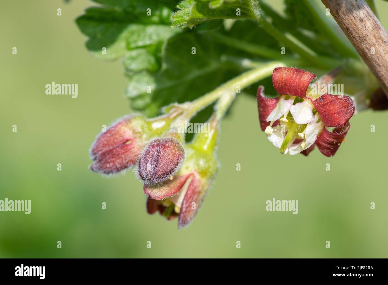 Macro shot of blossom on a European gooseberry (ribes uva-crispa) bush ...