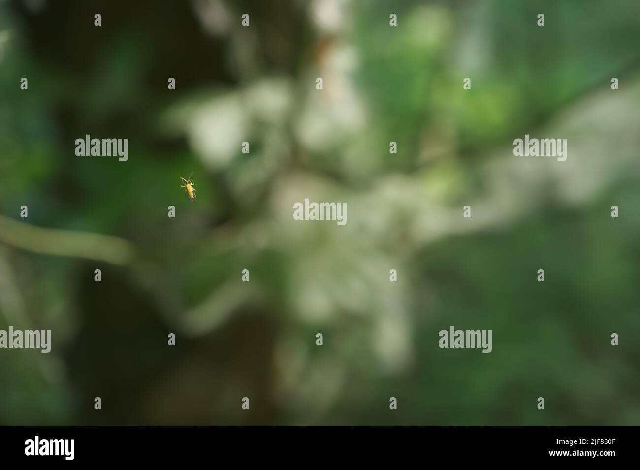 Forest insects light hi-res stock photography and images - Alamy