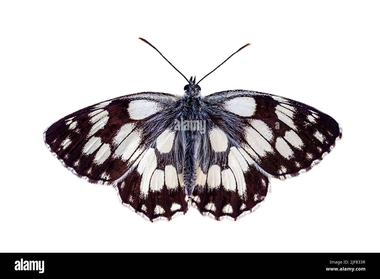 White butterfly with black dots isolated on a white background with ...
