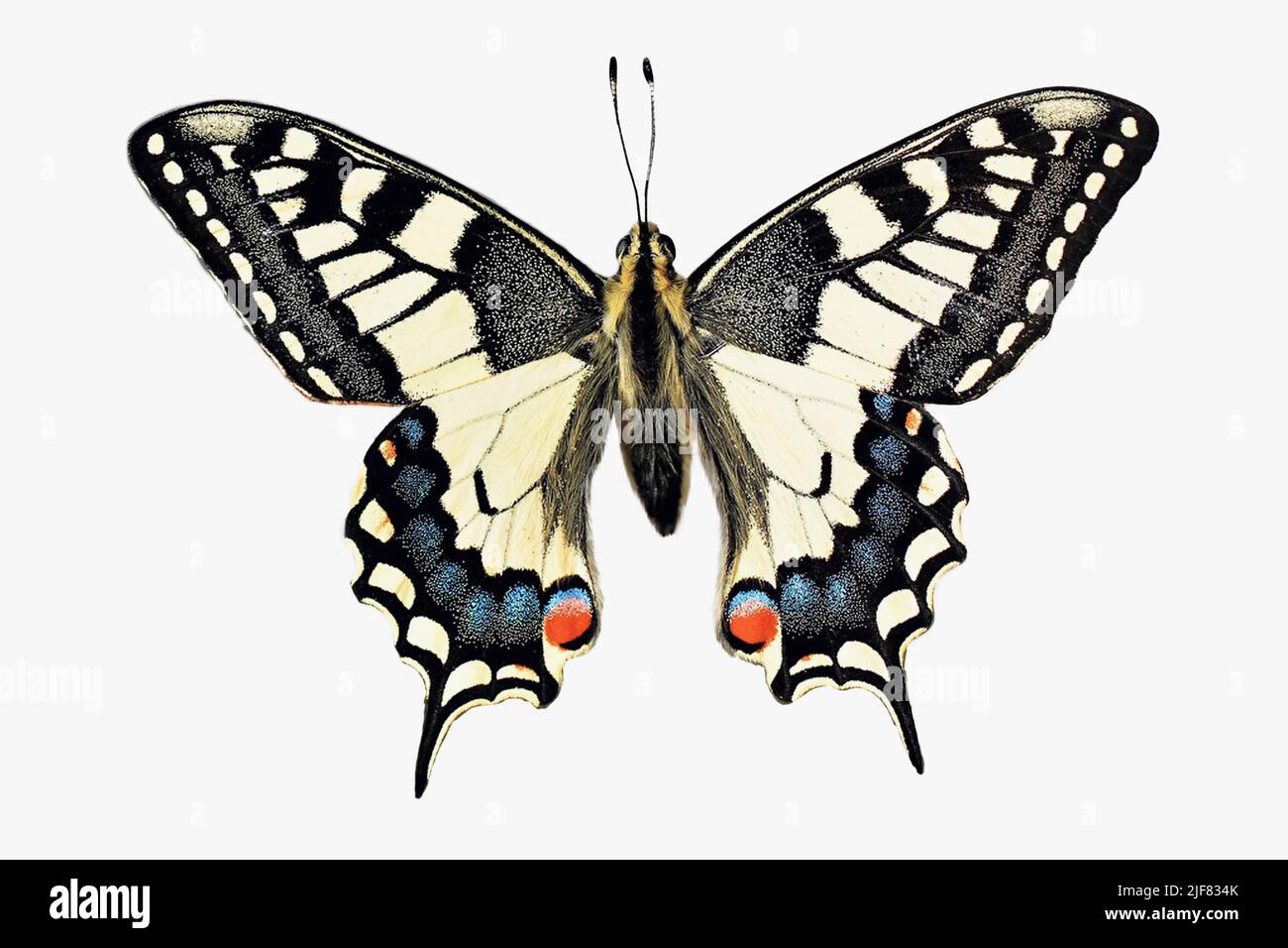 White butterfly with black and orange dots isolated on a white ...