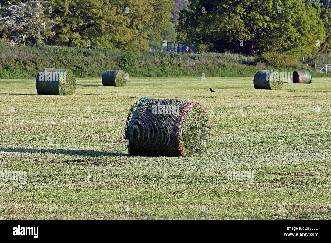 fresh round bales of hay wrapped in netting waiting in a field to be ...