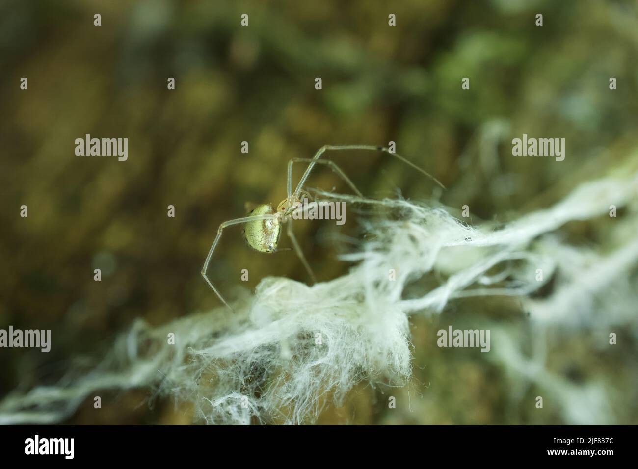 Spider in the forest on a tree Stock Photo - Alamy