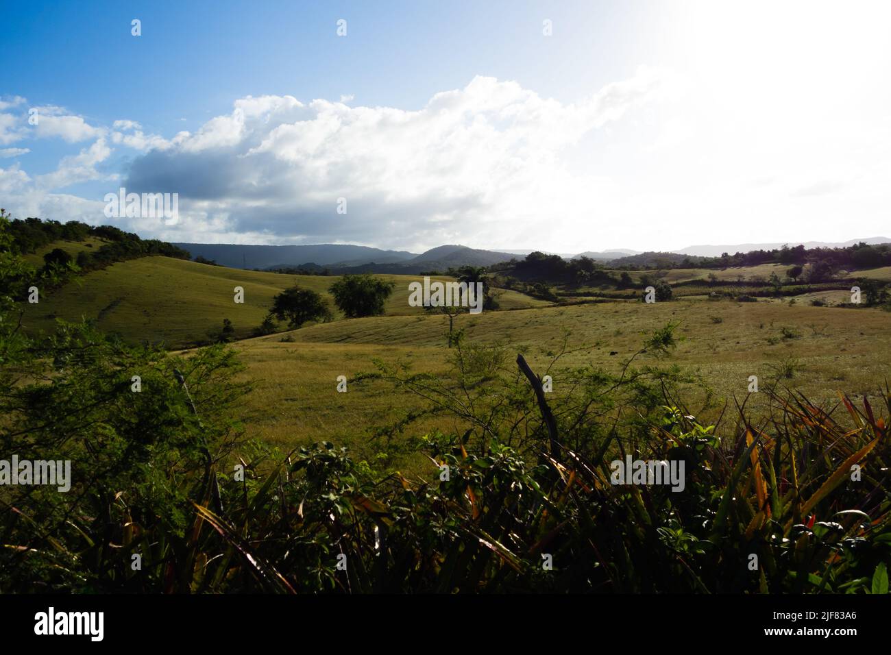 jungle and farm grazing land view with palm trees behind and clouds ...