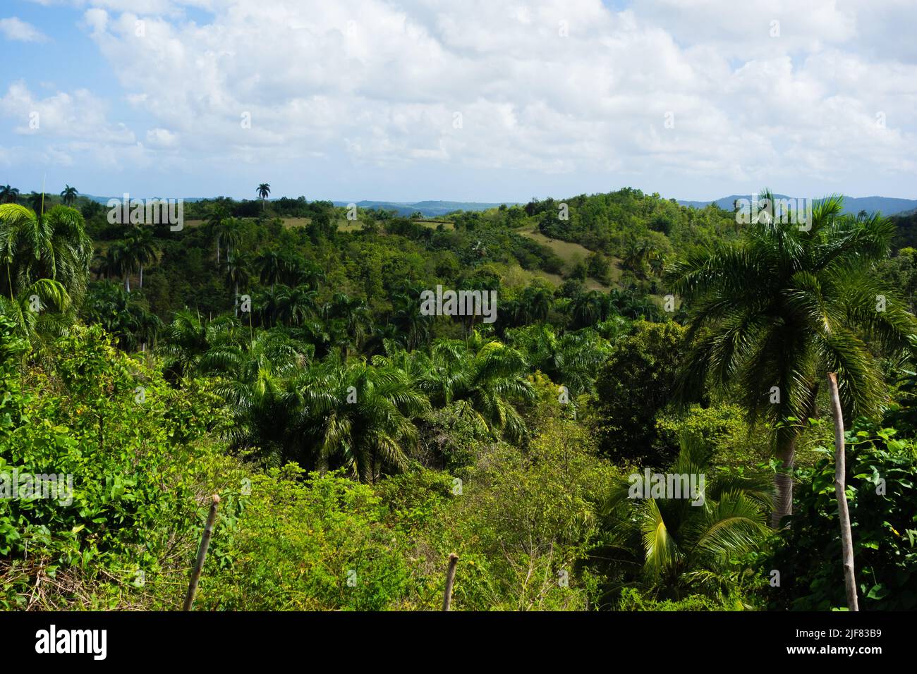 jungle farm grazing land view with palm trees behind and clouds and a ...