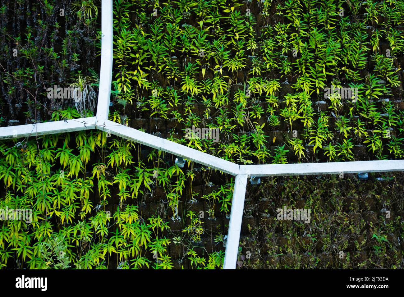 living wall abstract with plants growing in geometric shapes Stock ...