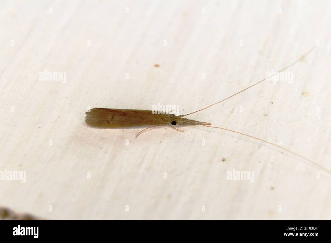 Caddisfly Family Fossil Aquatic Caddisfly Larva (Trichoptera) In