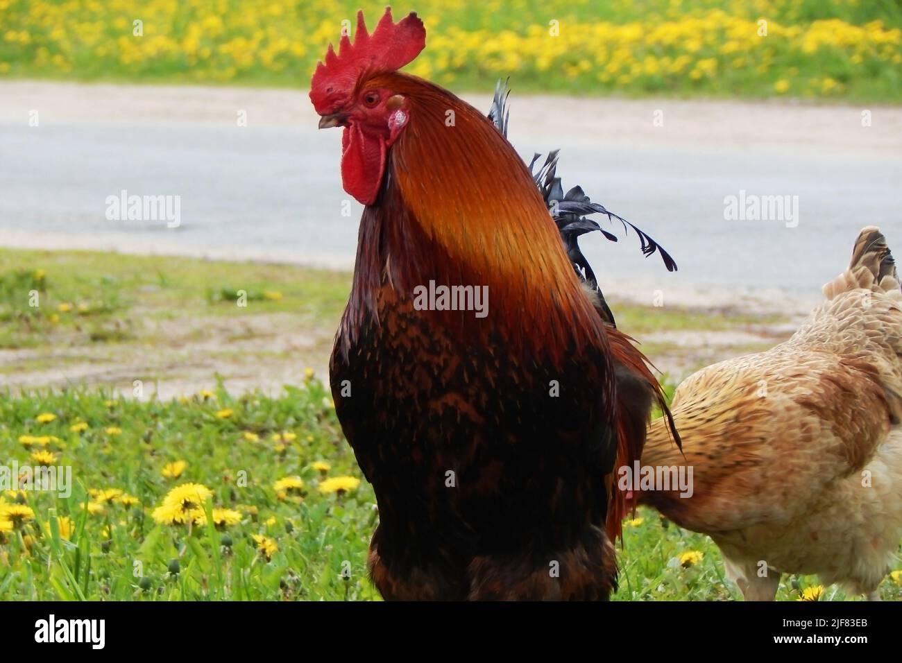 A beautiful, bright rooster with hens on the road. High quality photo ...