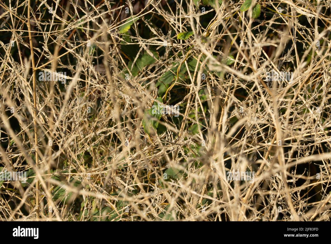 multiple pale yellow dead plant stems with a natural green background ...