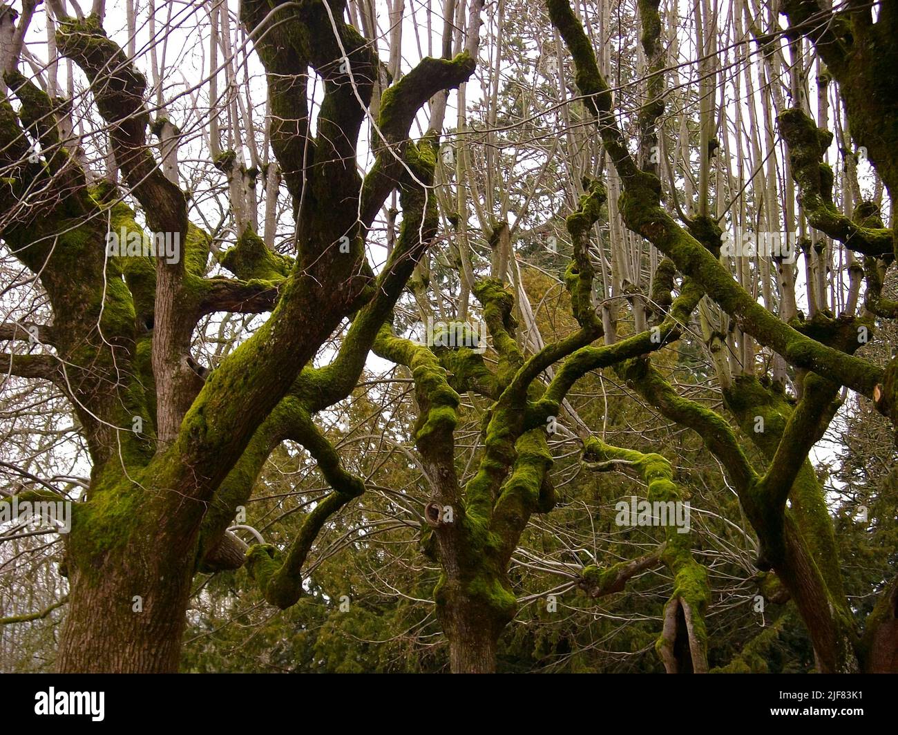 Ancient oak gnarled hi-res stock photography and images - Alamy
