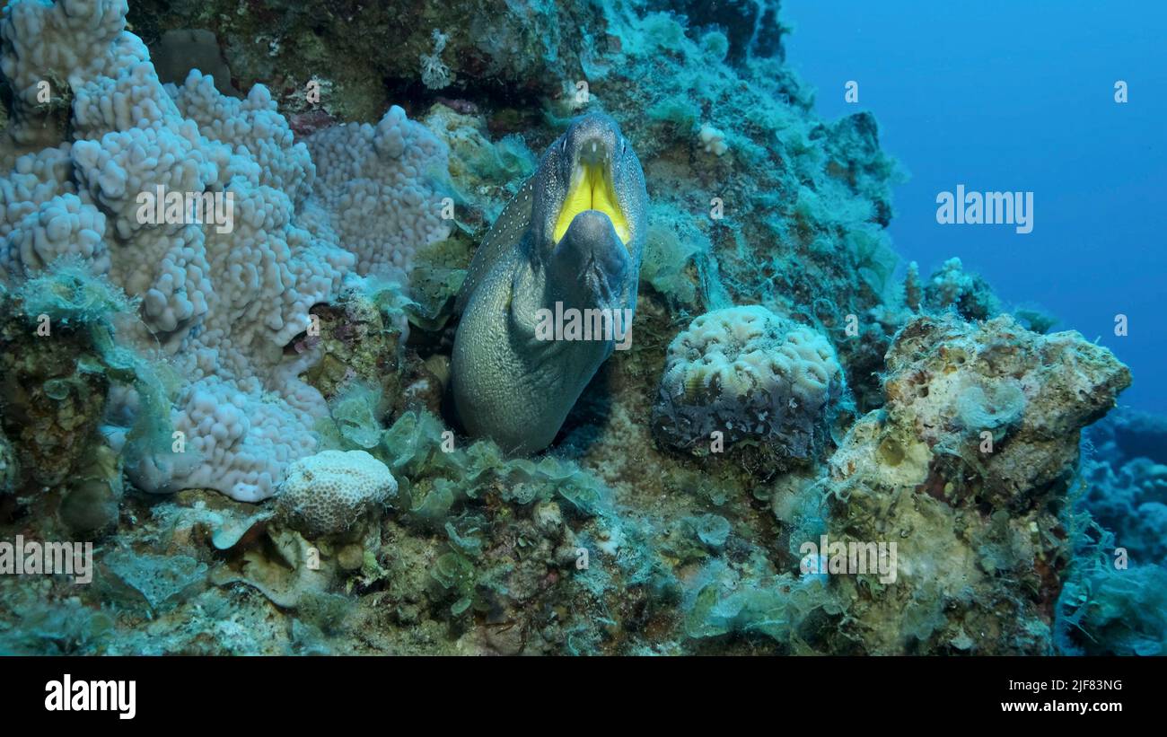 Close-up portrait of Moray with open mouth peeks out of its hiding ...