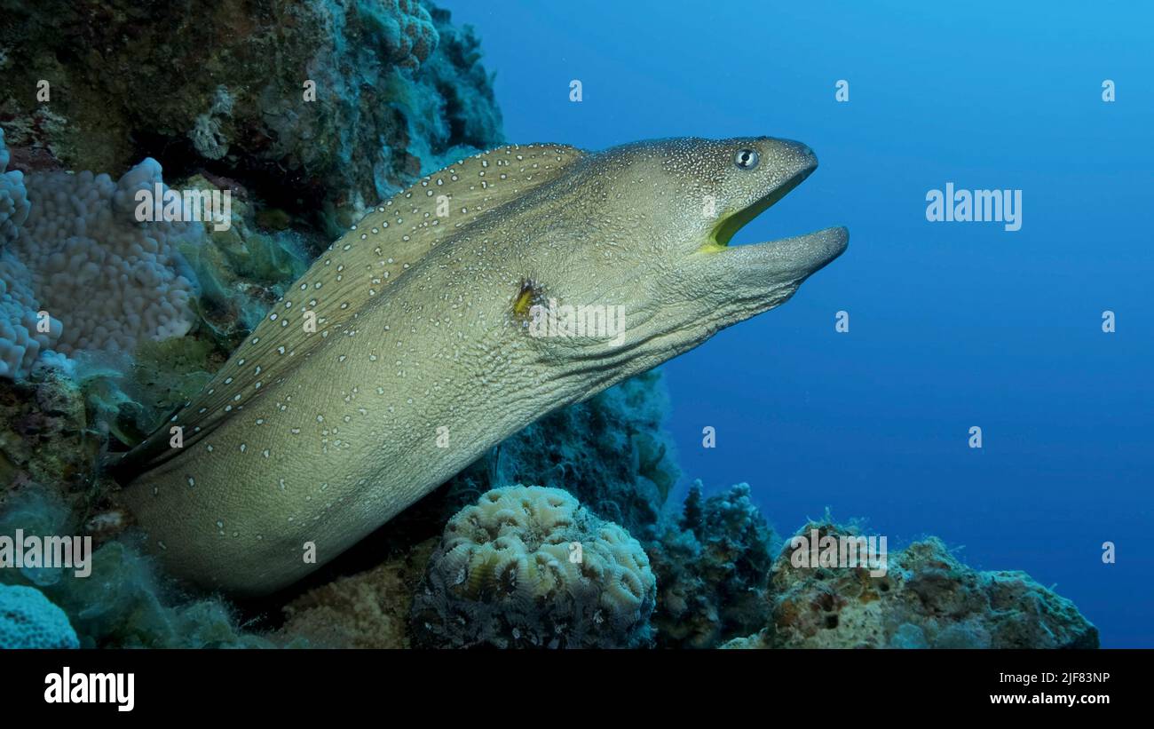Close-up portrait of Moray with open mouth peeks out of its hiding ...