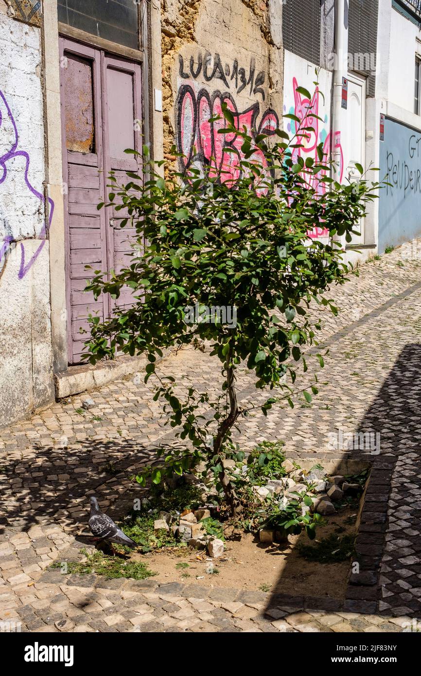 Arbre isolé hi-res stock photography and images - Alamy