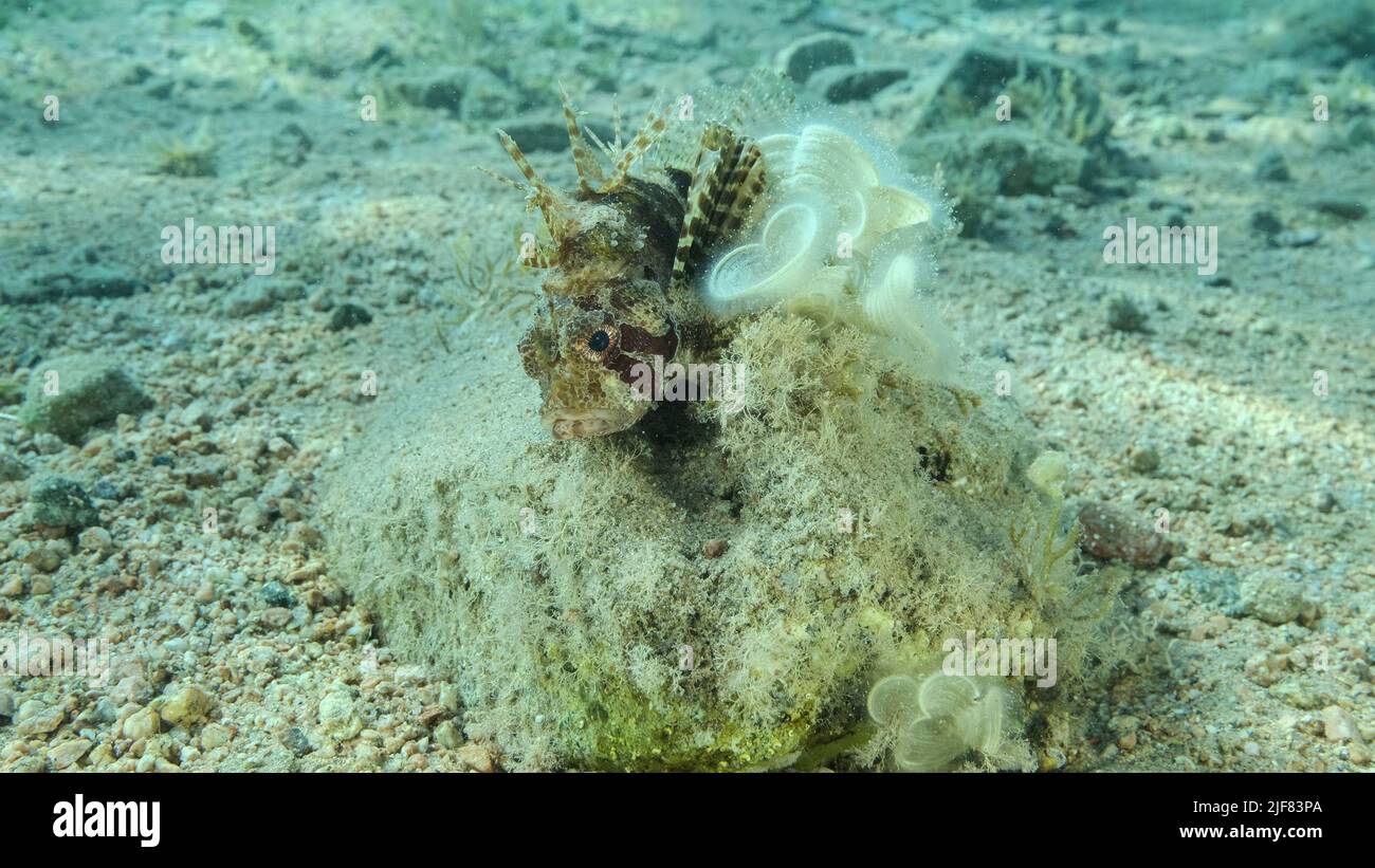 Zebra Lionfish lies on sandy bottom. Front portrait. Zebra Lionfish or ...