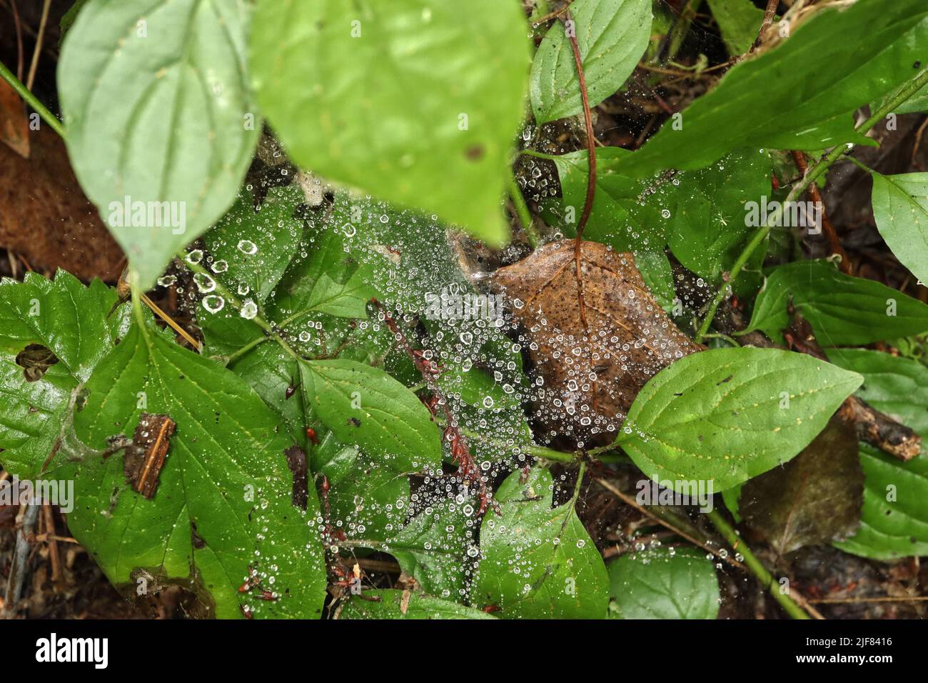 Cobweb in a tree hi-res stock photography and images - Alamy