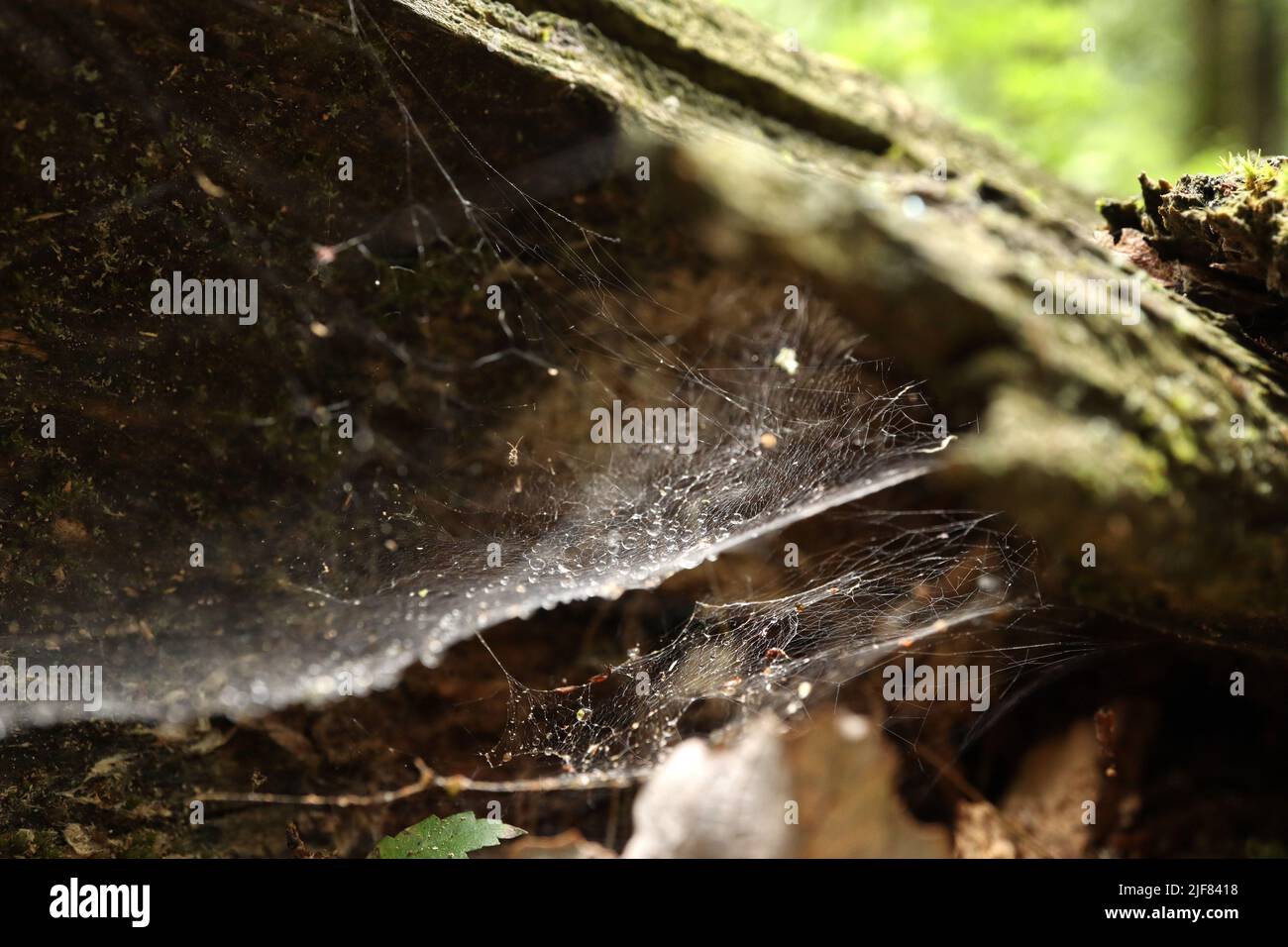 Food web plant animal sun hi-res stock photography and images - Alamy