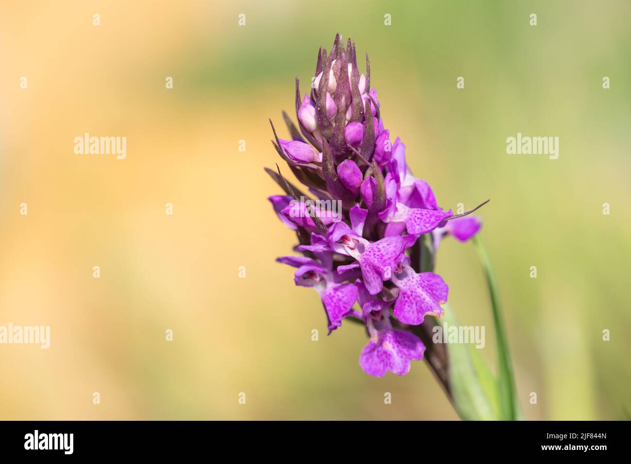 Macro shot of a southern marsh orchid (dactylorhiza praetermissa ...